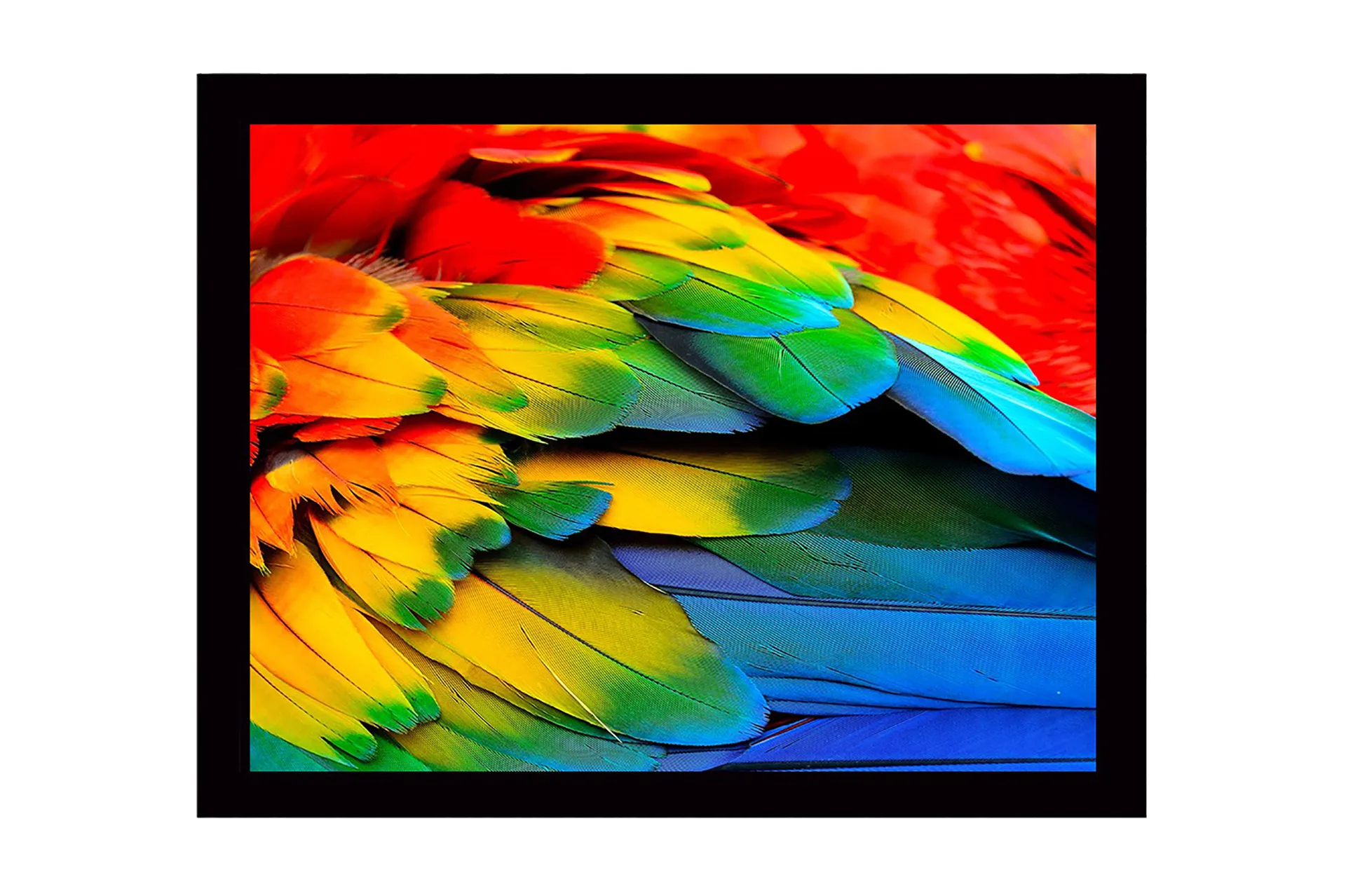 Indrammet lærred i træ - 41x56 cm - Farverige fjer fra en papegøje Rød ...