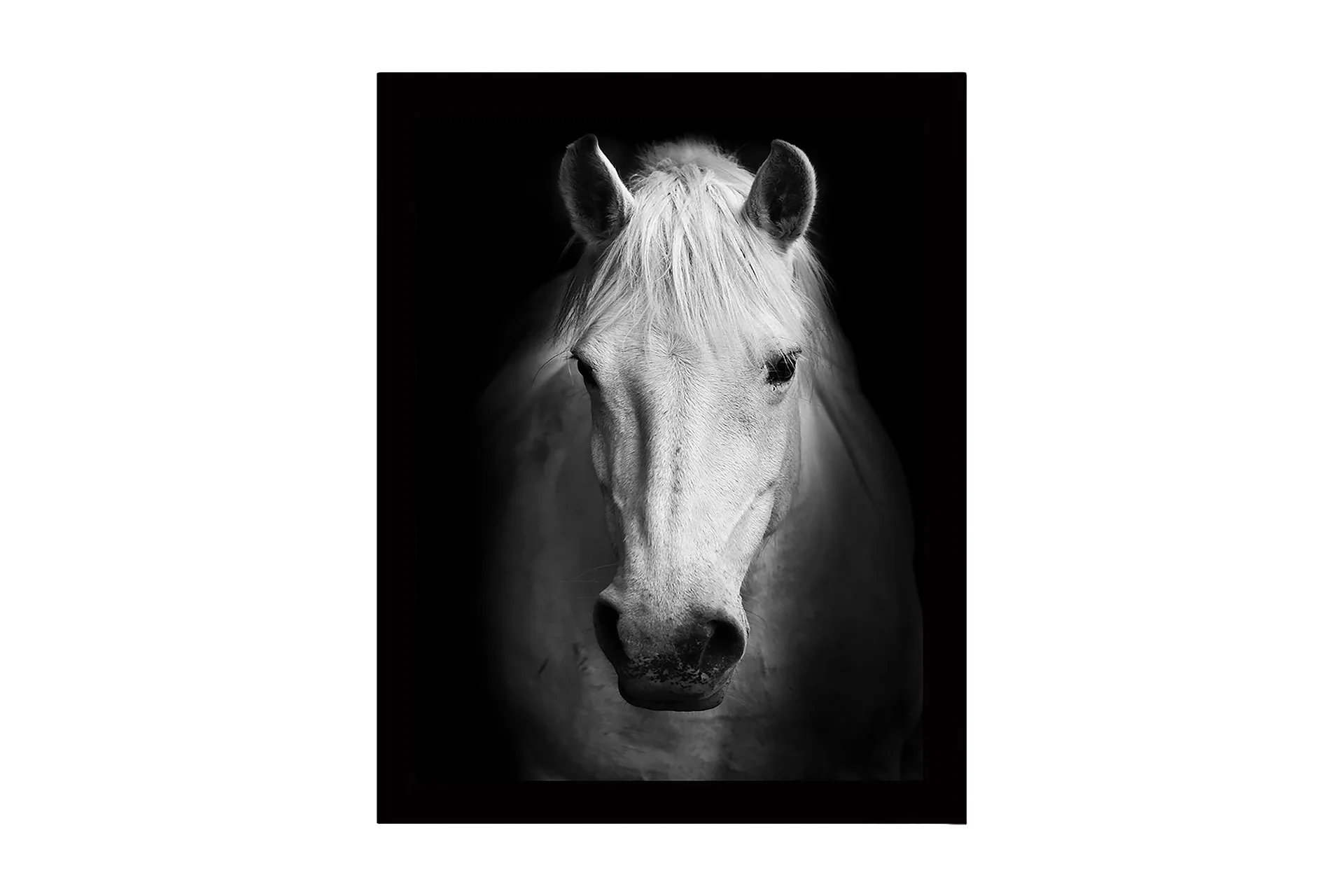 Indrammet lærred i træ - 41x56 cm - Portræt af en hvid hest med stærke ...